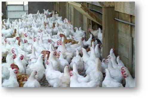 salmonella.org.uk - Broilers - Salmonella Testing under the National ...