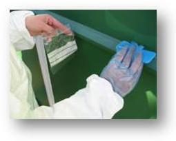 salmonella.org.uk - Sampling - Pre-housing Environmental Samples